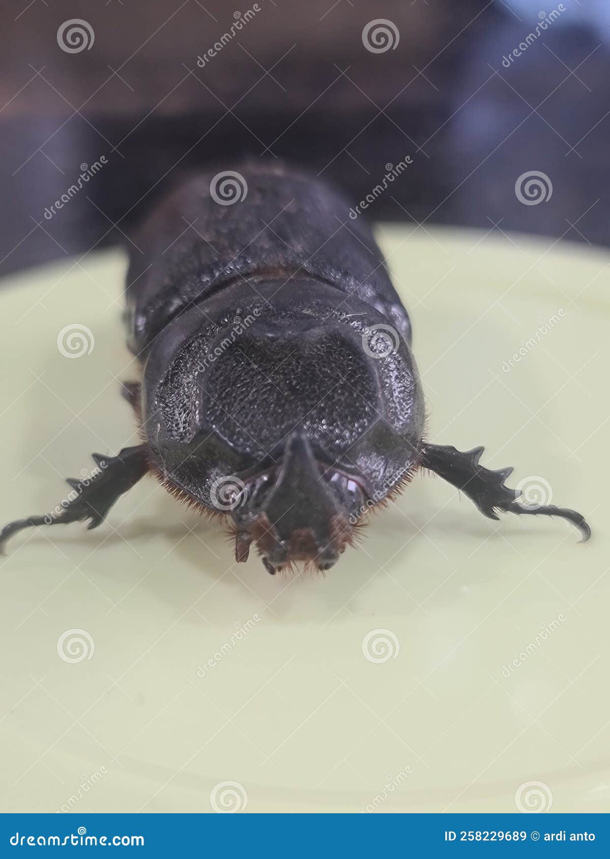Zoom dead ground beetle stock image. Image of zoom, beetle - 258229689