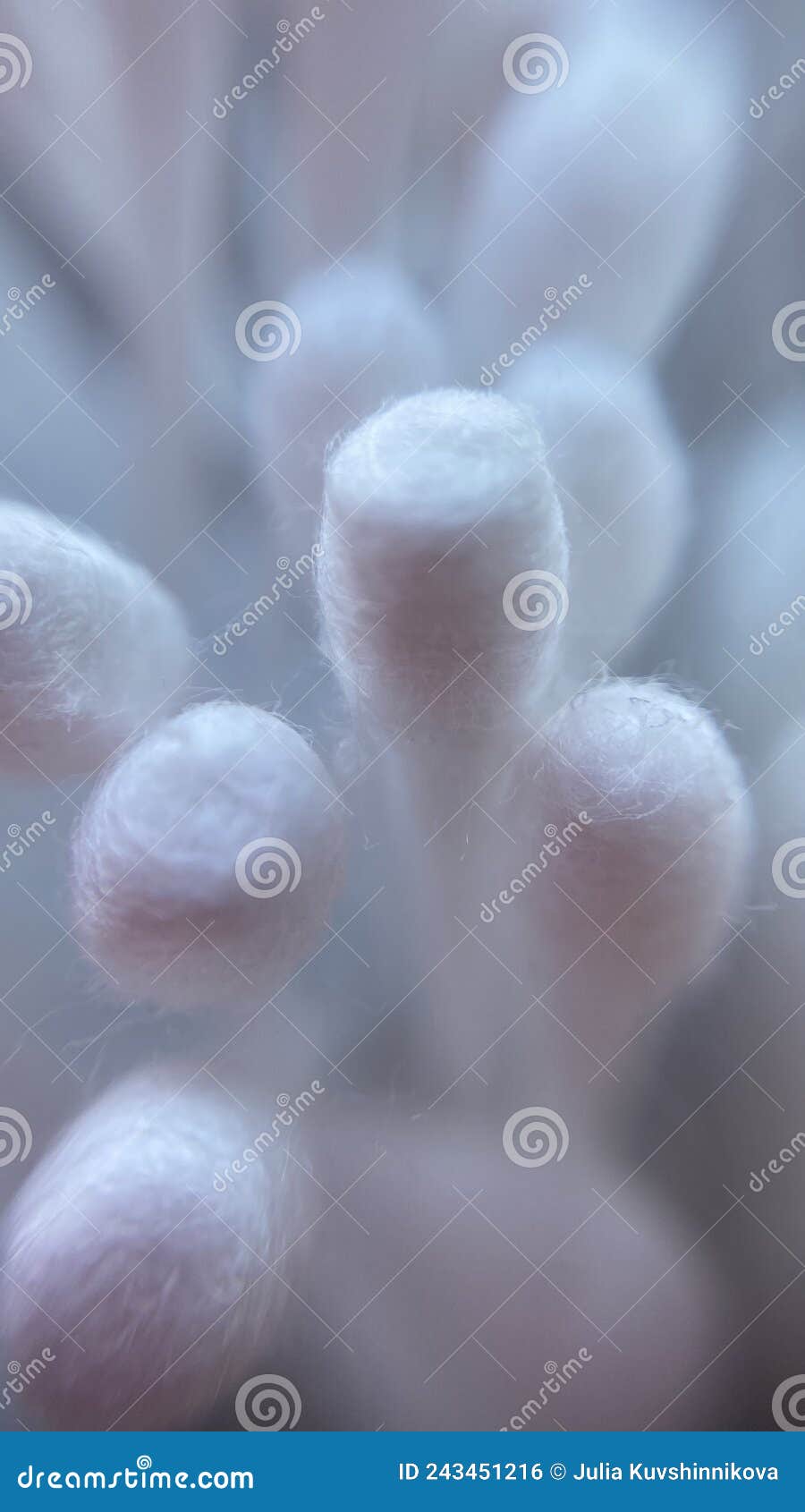 Zoom effect cotton wool stock photo. Image of snow, white - 243451216