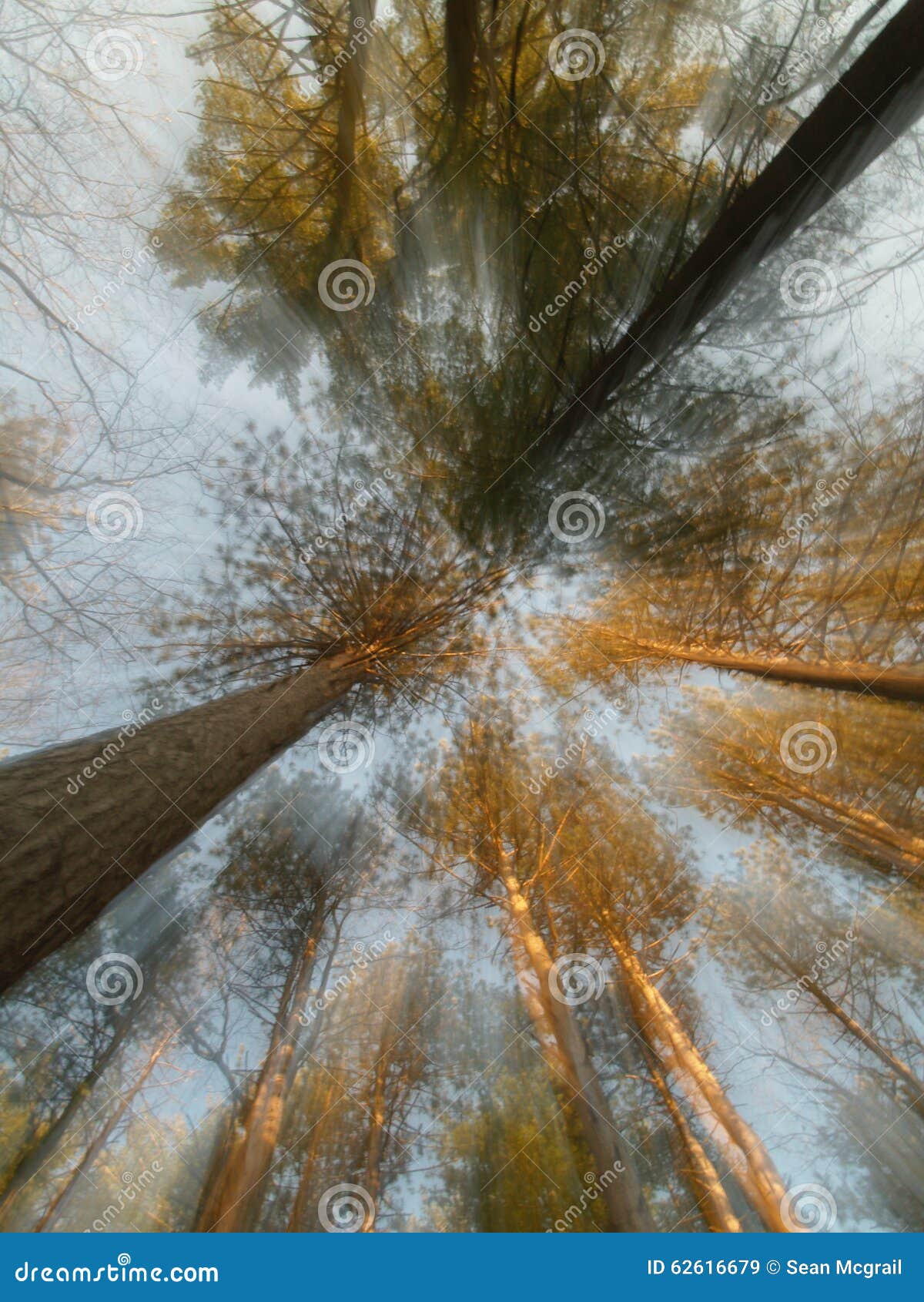 Zoom effect trees stock image. Image of canopy, sunlight - 62616679