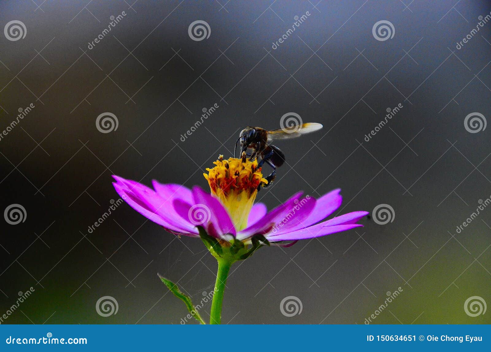 Zoom imagen de archivo. Imagen de miel, zoom, abeja - 150634651