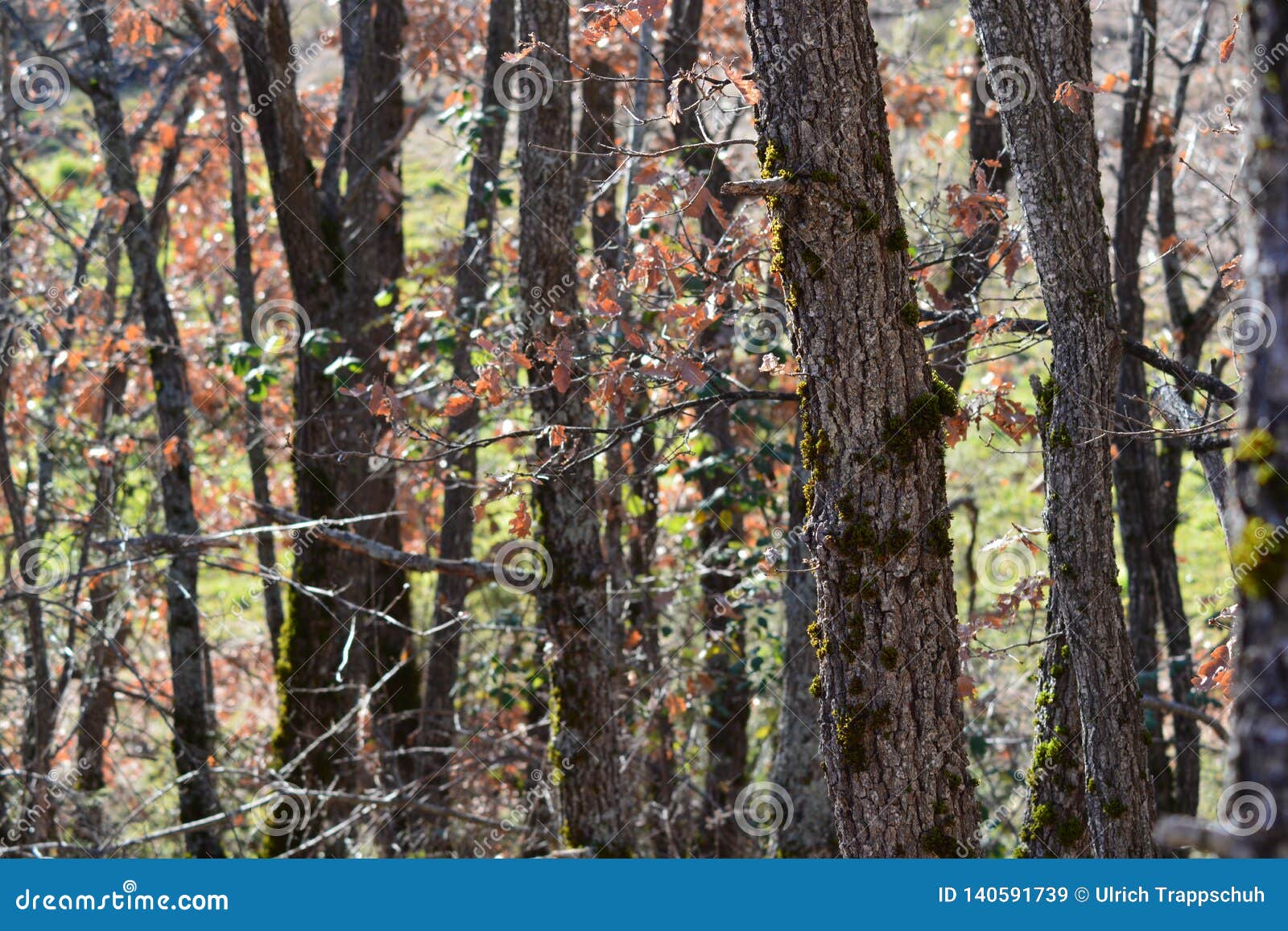 Zoom Into A Forest With High Speed Textured Background Stock ...