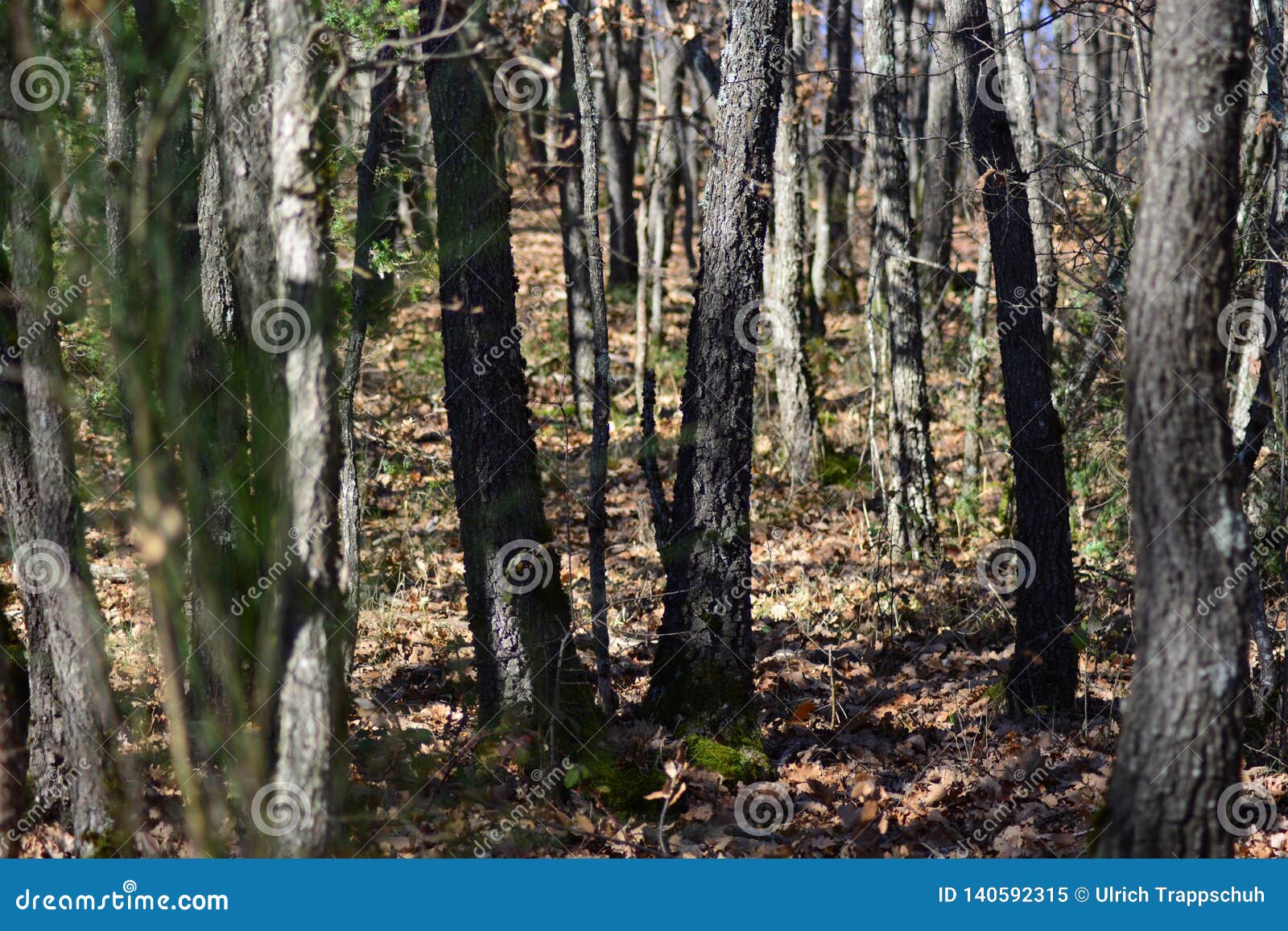 Zoom Into A Forest With High Speed Textured Background Stock ...