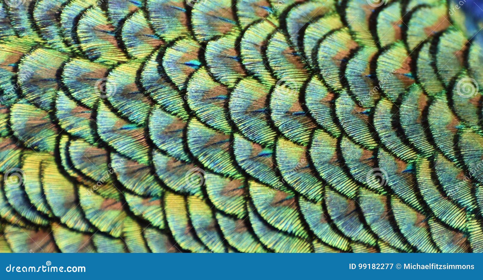 Green Peacock Scales stock image. Image of zoom, scales - 99182277