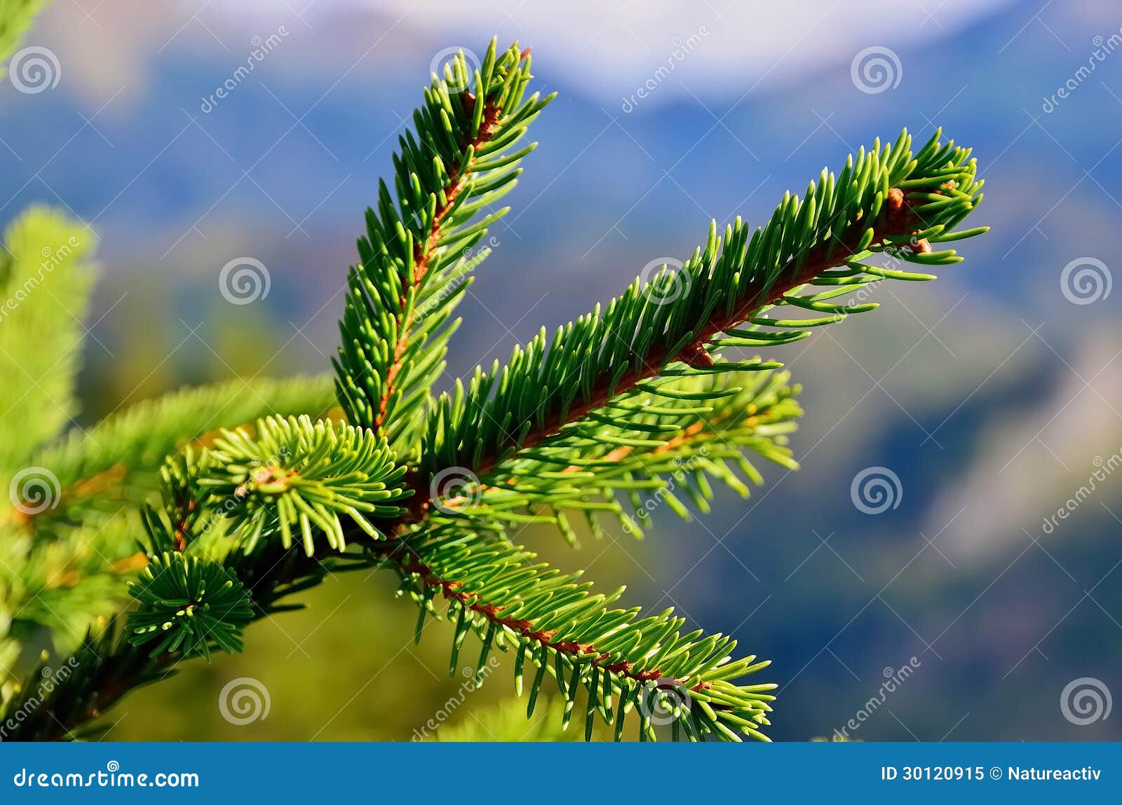 Pine tree twig stock image. Image of macro, needle, tree - 30120915
