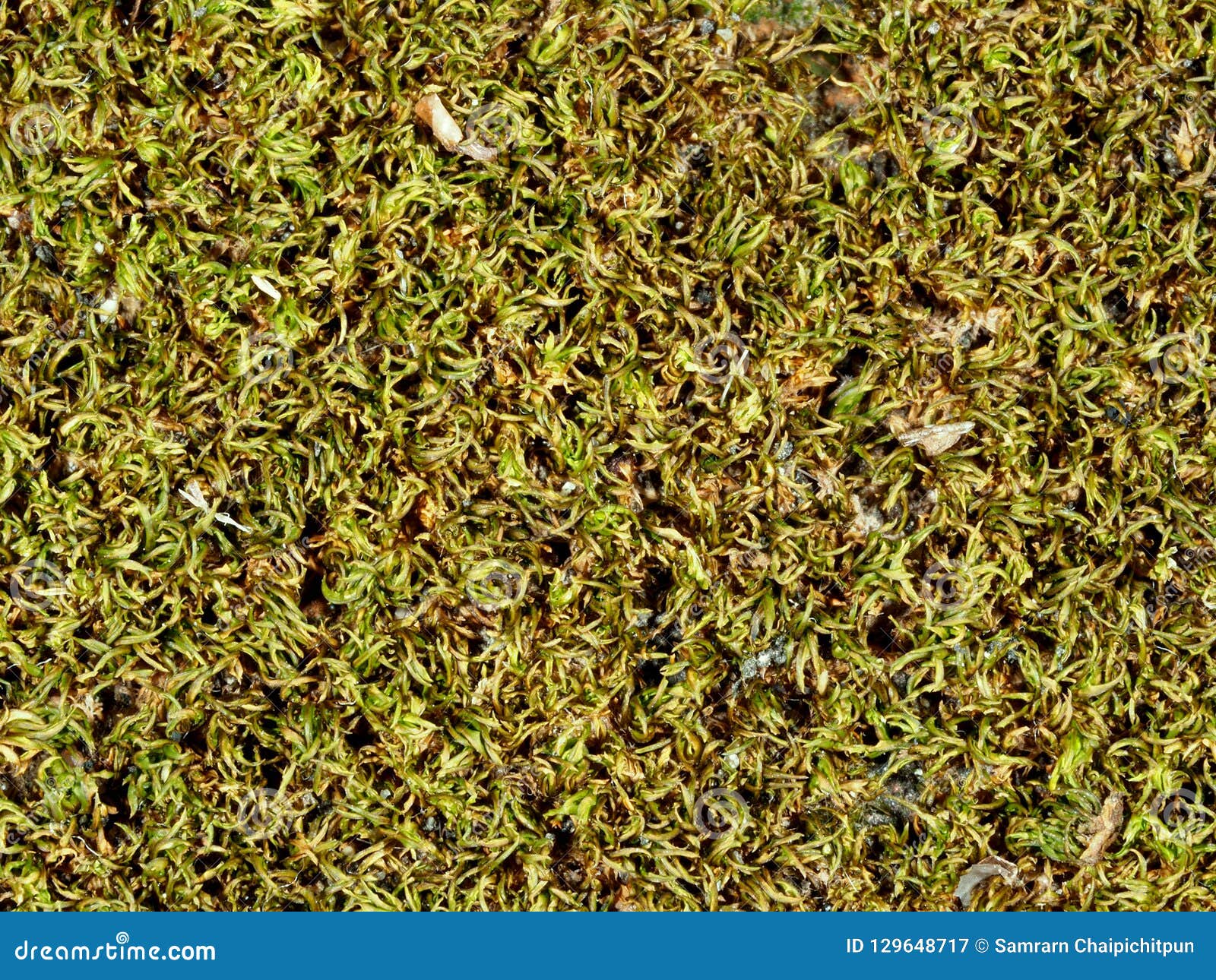 Zoom of Grreen Moss on Brick by Flash Light Stock Image - Image of ...