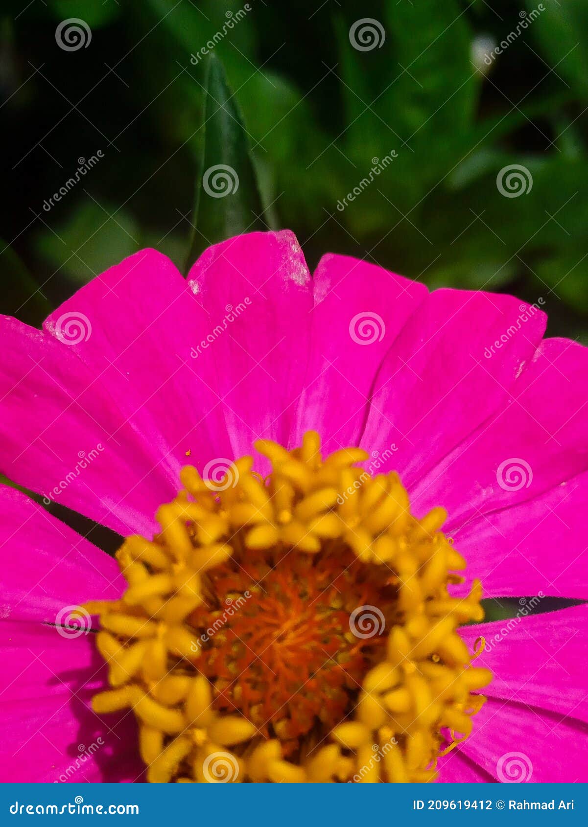Zoom Inside Flower stock photo. Image of flower, yellow - 209619412