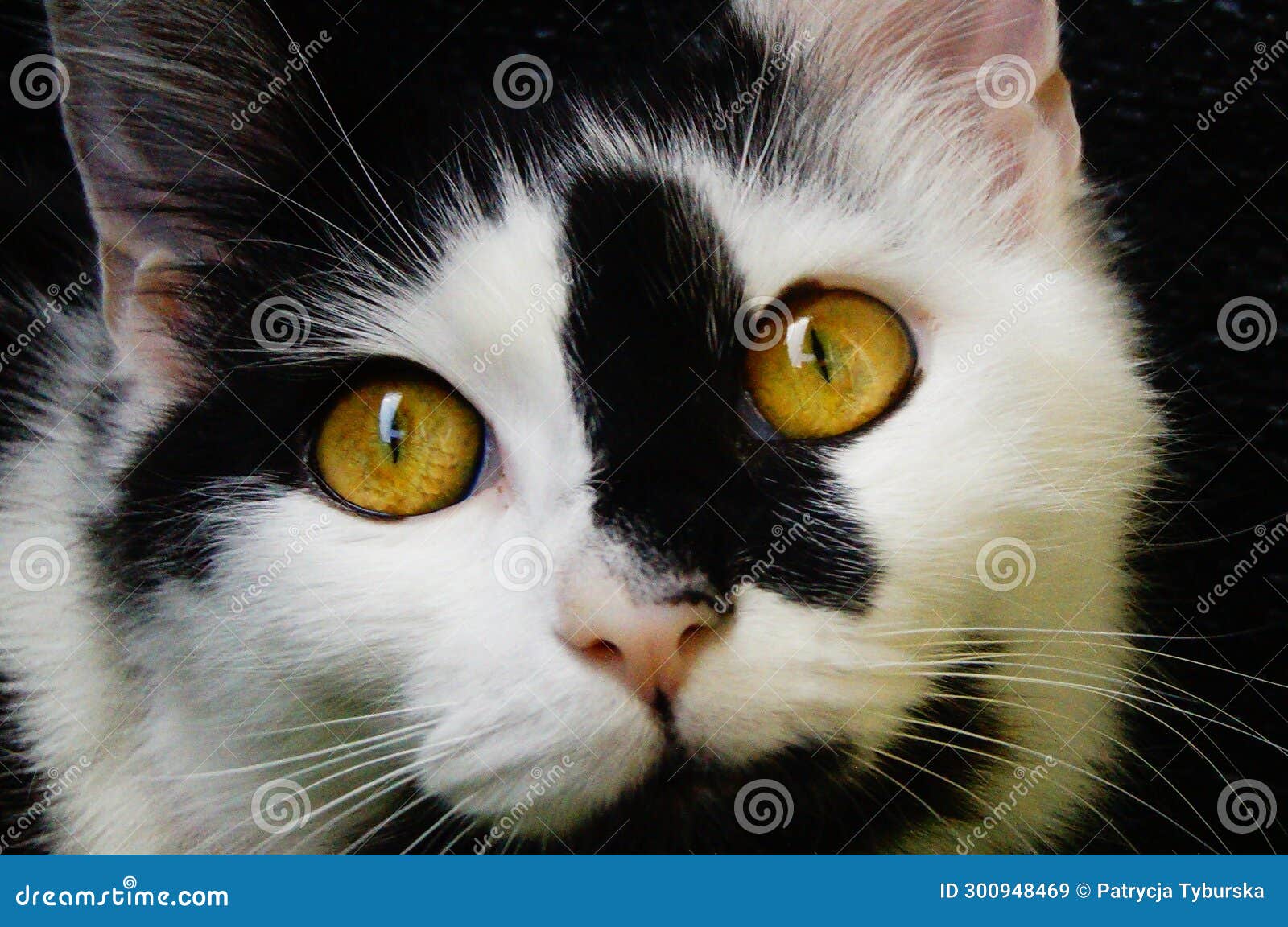 Zoom at kitty cat eyes stock image. Image of kitty, zoom - 300948469