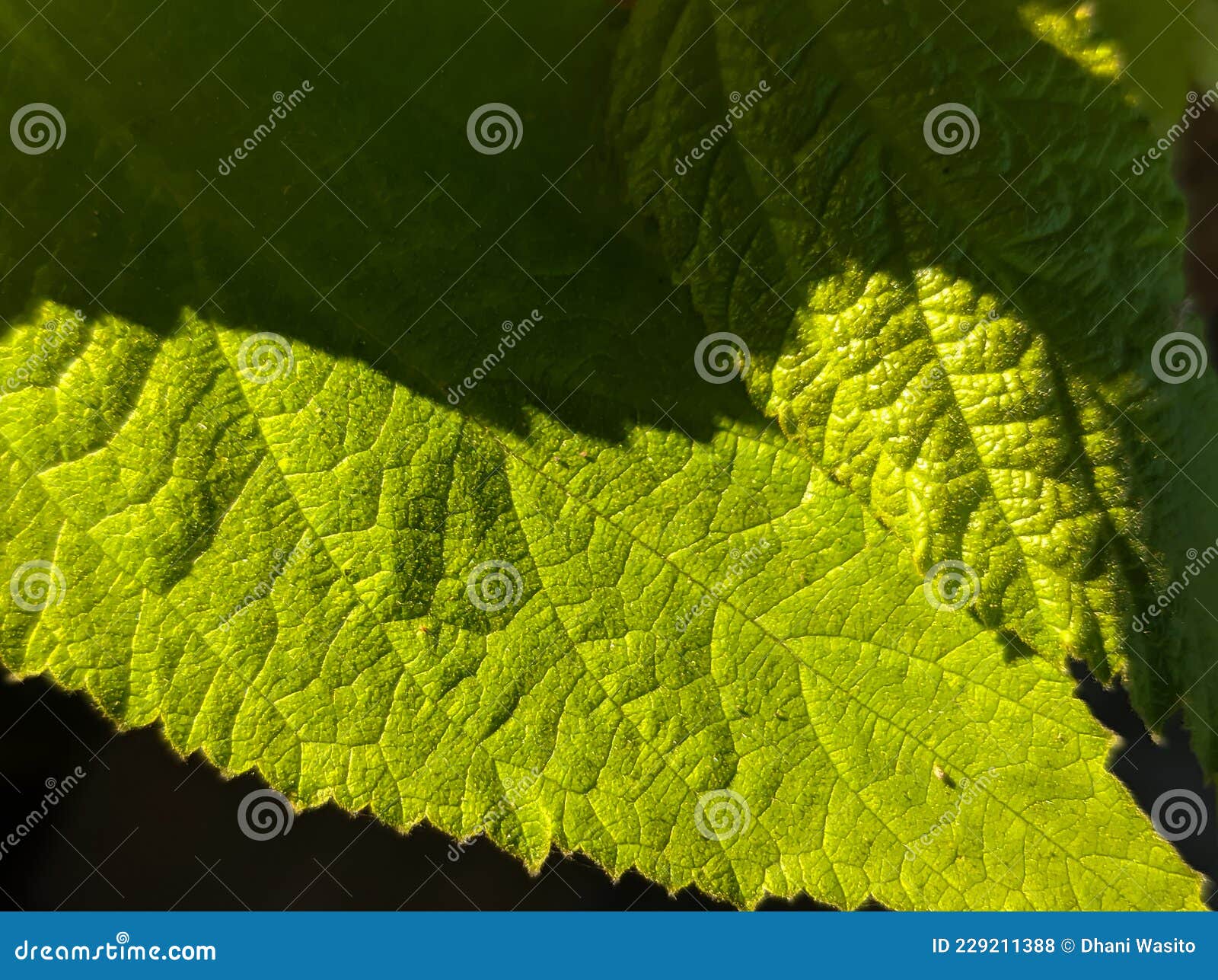 Zoom in a Leaf at the Backyard, Sidoarjo Eastjava Indonesia Stock Photo ...