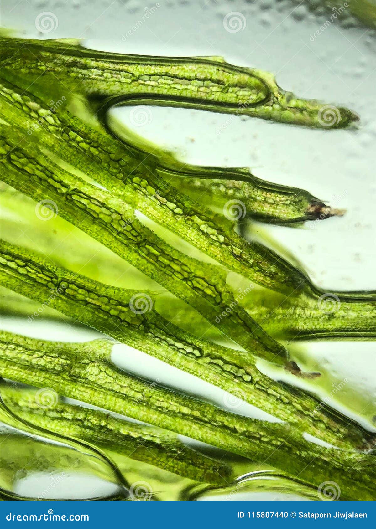 Zoom Micro Organism Algae Cell Stock Photo - Image of organism, plant ...