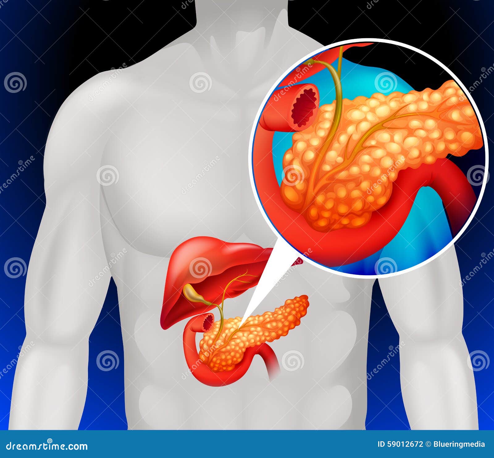 Human Pancreas Stock Illustration | CartoonDealer.com #10333096
