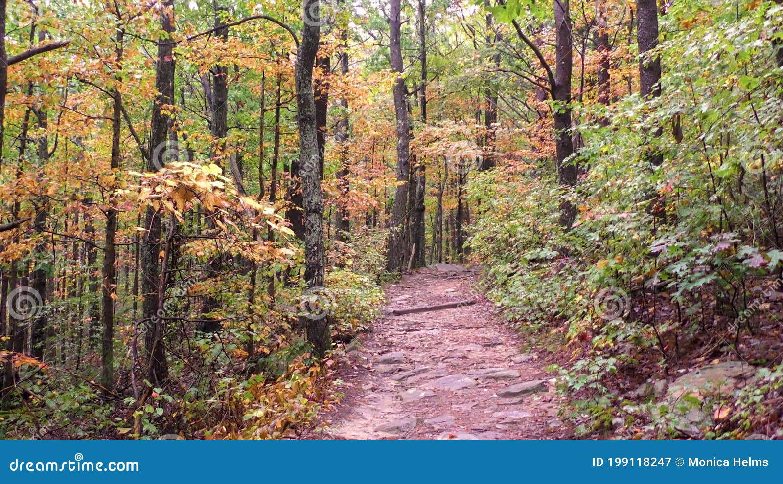 Georgia Fort Mountain Fall a Zoom Out from a Path the Goes through the ...