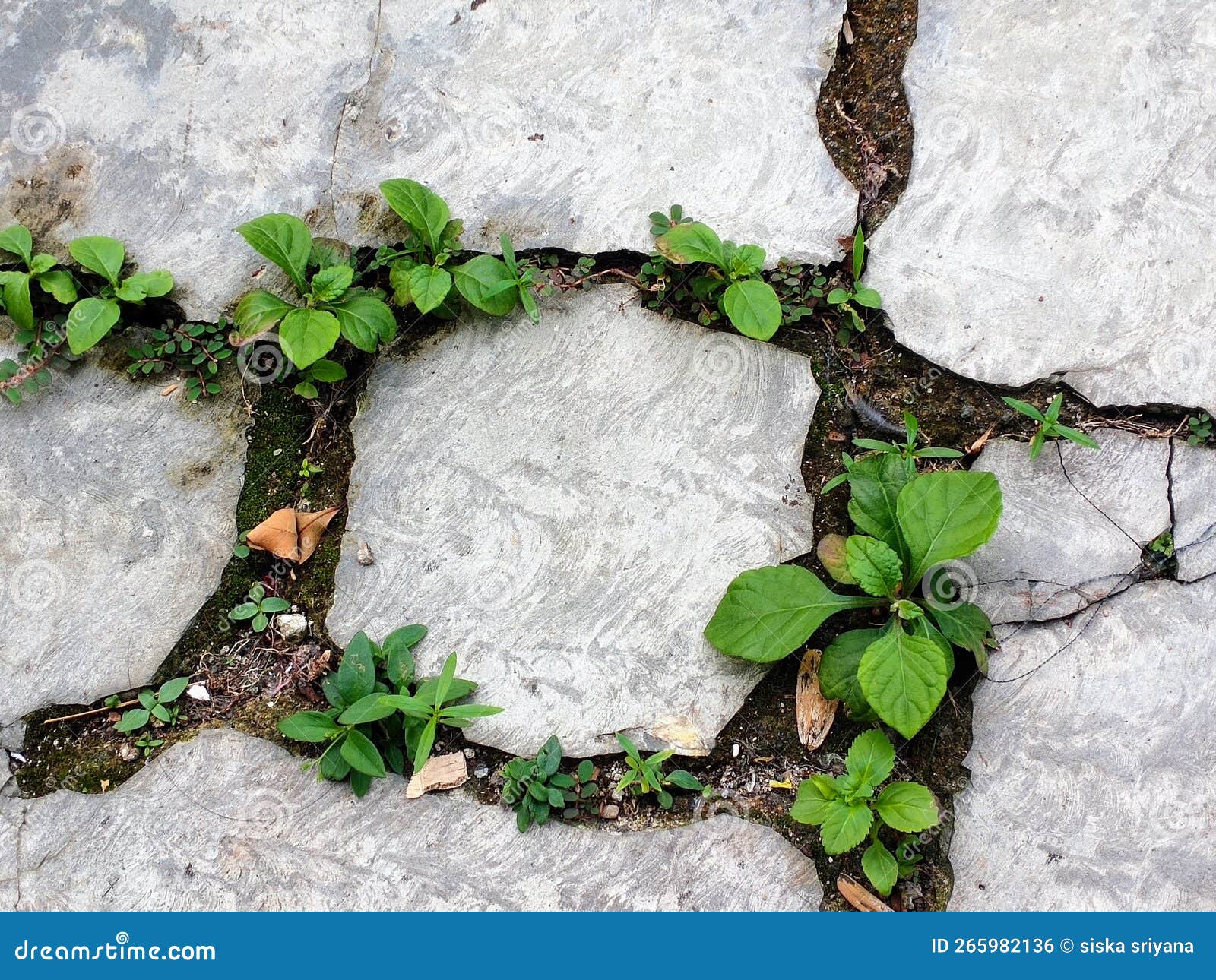 Zoom Out of the Stone with Little Plant Stock Photo - Image of nature ...