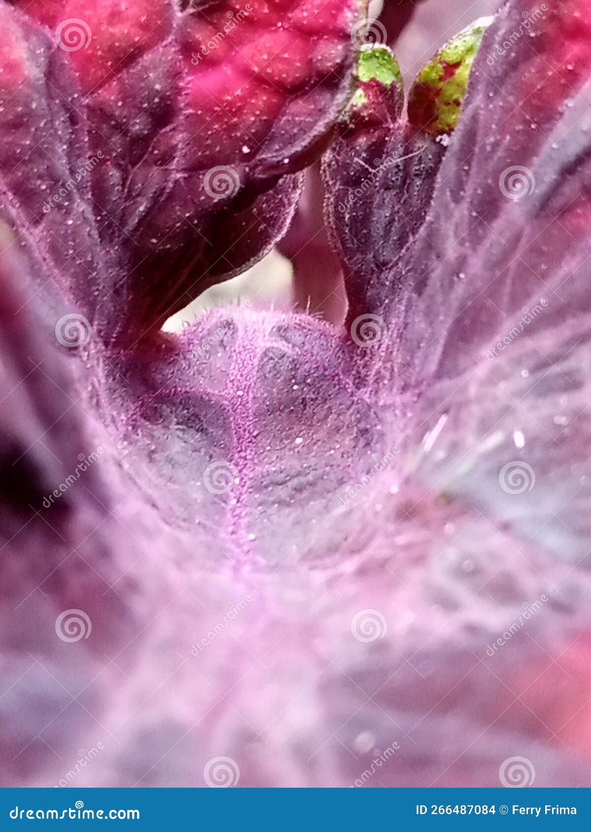 Zoom of red flower petal stock photo. Image of leaf - 266487084