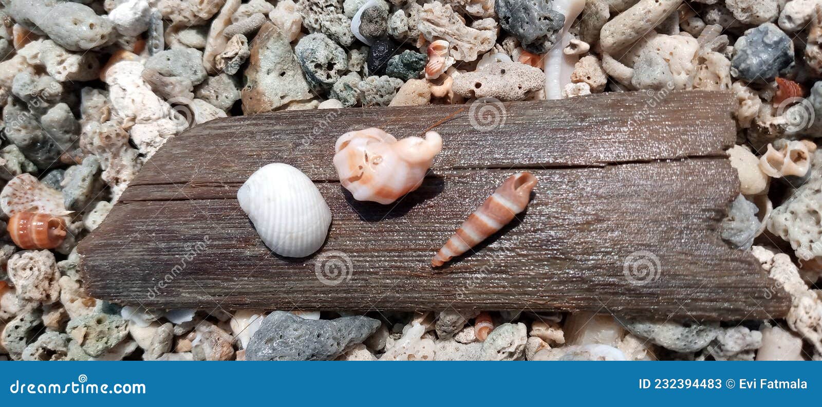 Zoom sea shells stock image. Image of baking, animal - 232394483