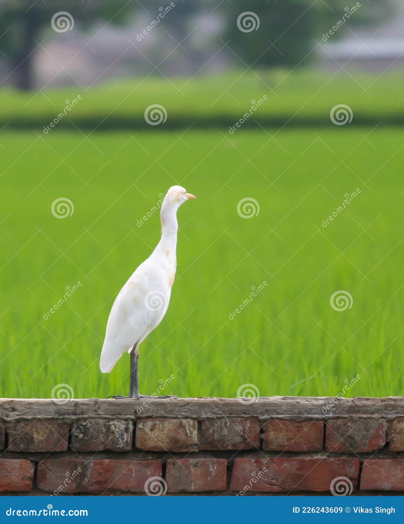Zoom-in Shot of a Heron Bird Looking at the Green Paddy Fields Behind ...