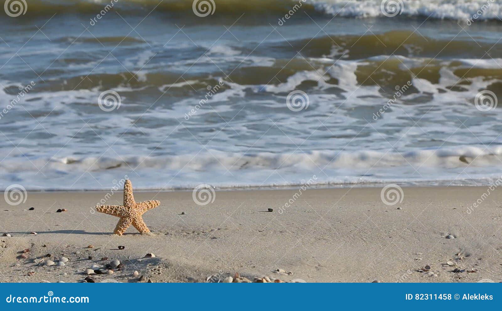 Zoom Starfish Sticking in the Sand Beach. Stock Footage - Video of ...