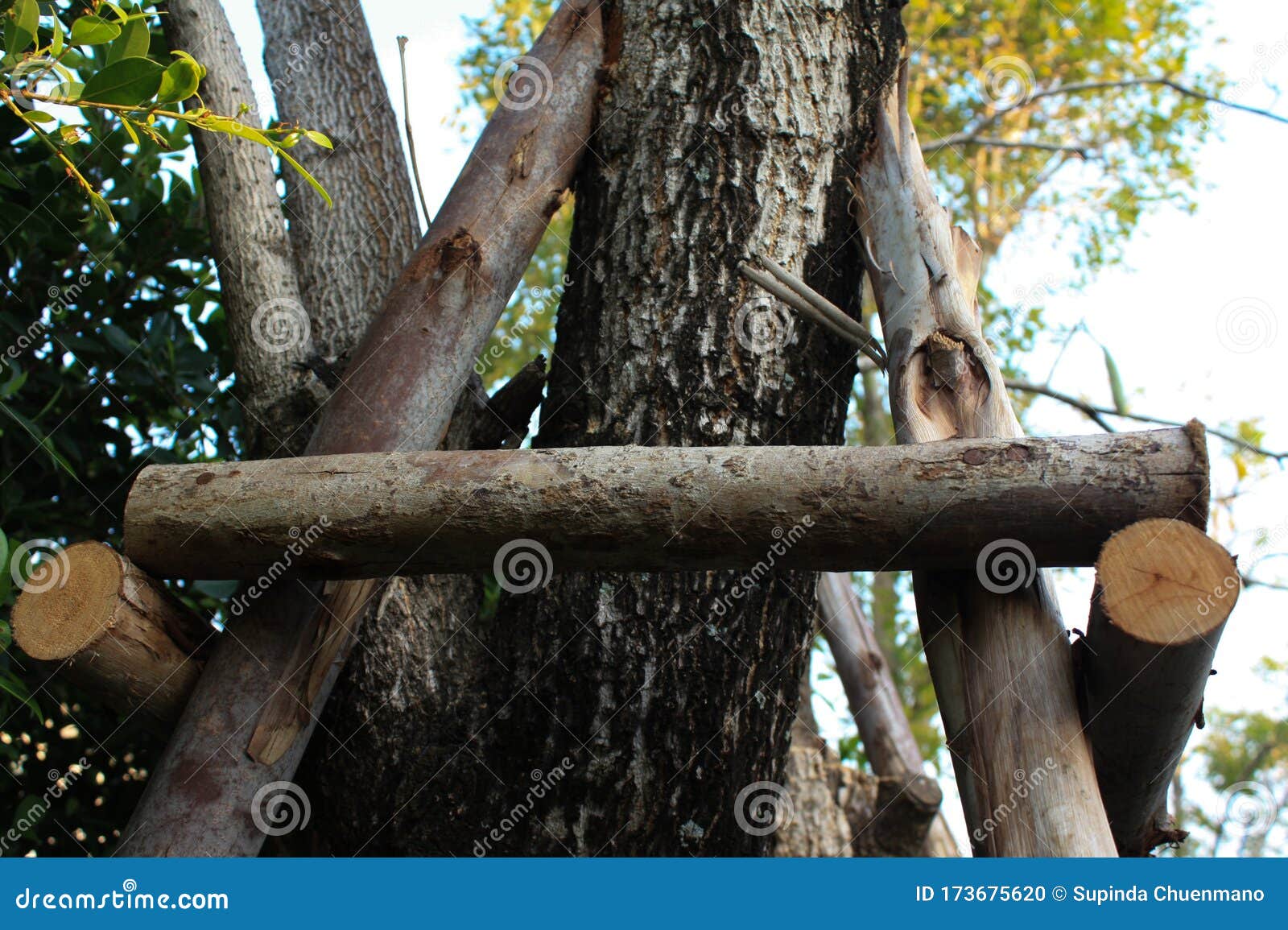 Zoom To Another Perspective of Crutches To Help Support Large Trees ...