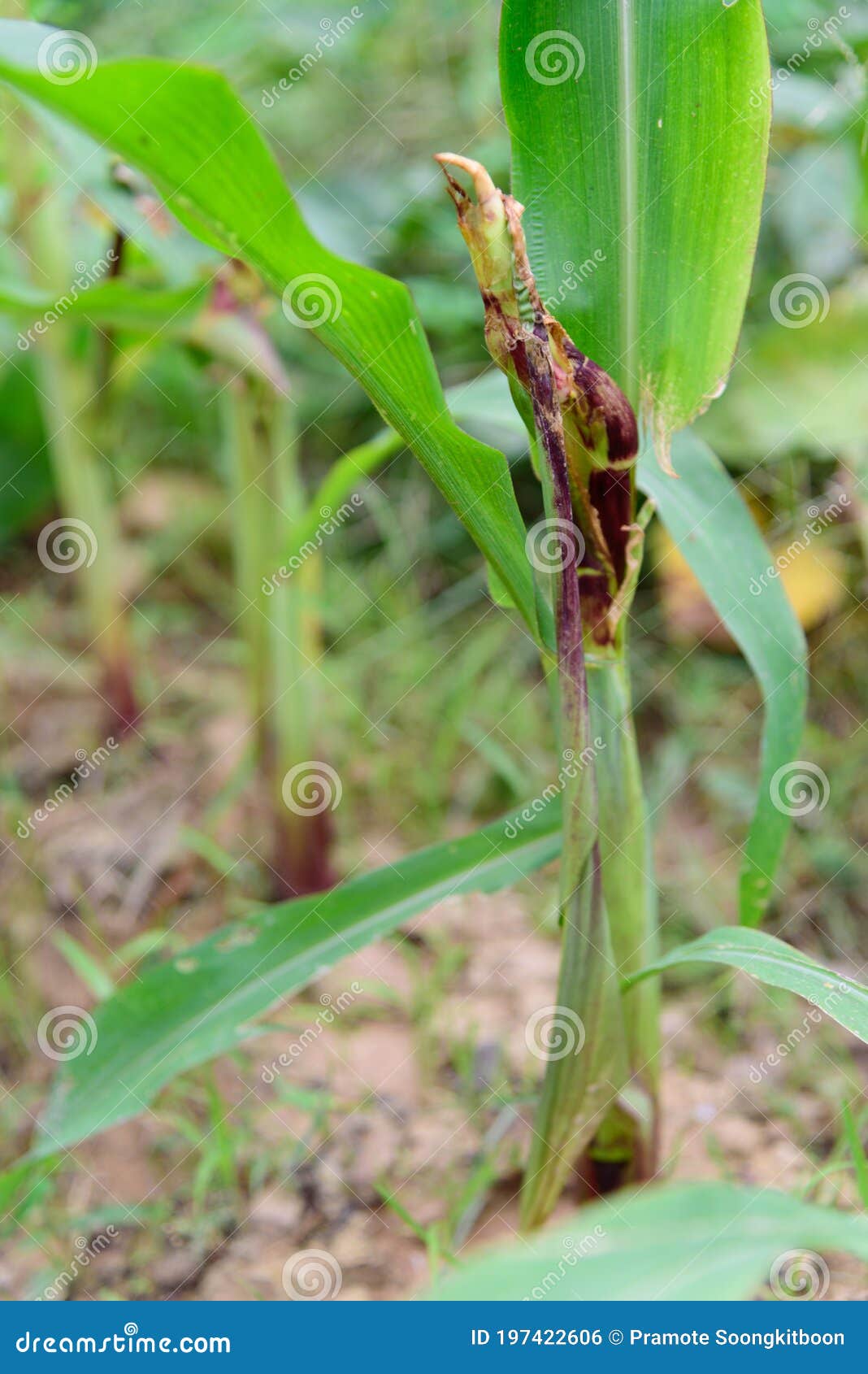 Corn Worm - Caterpillar Corn Borer Important Pest Of Corn Crop ...