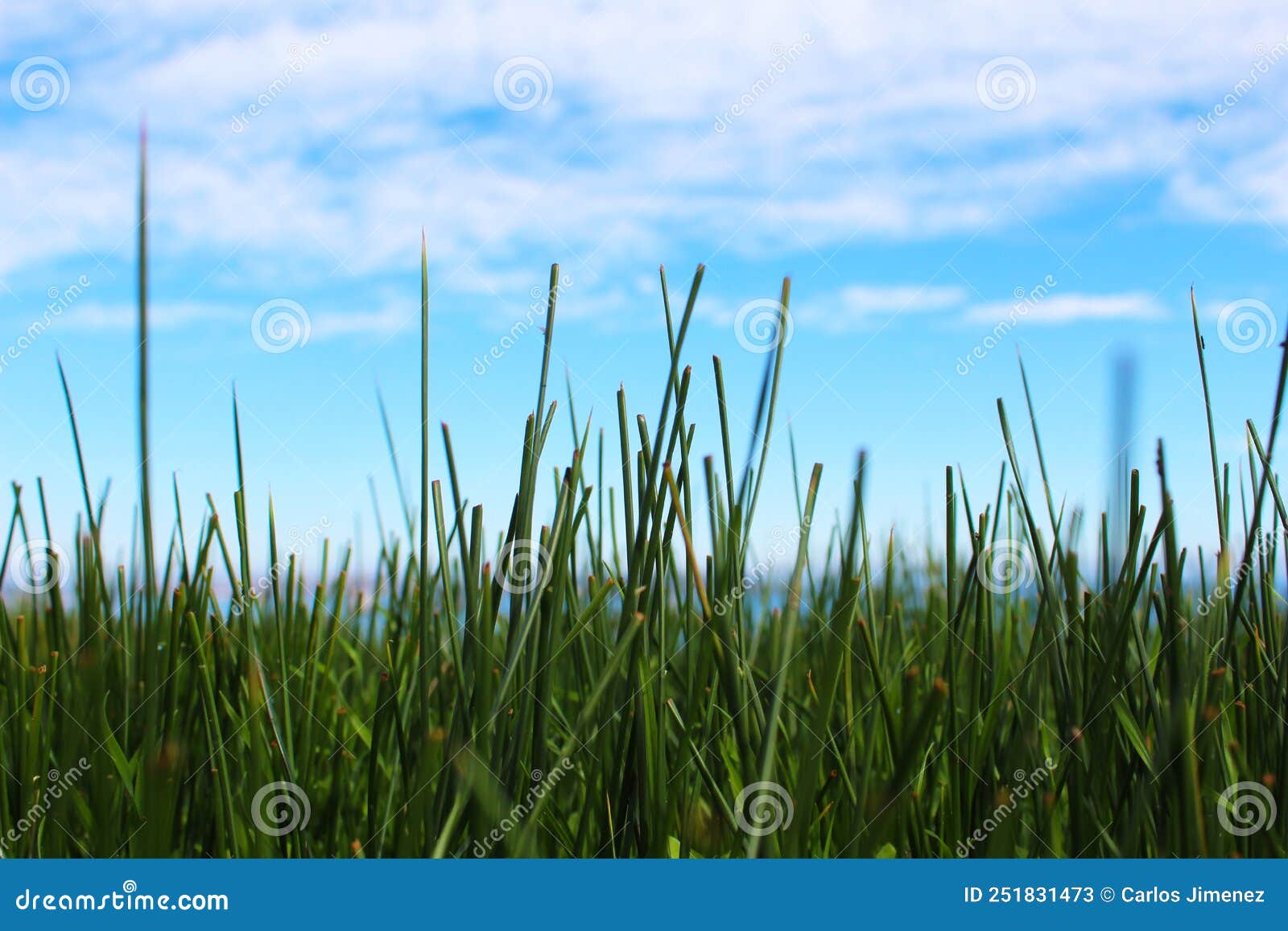 Zoom in To Grass and Ceiling Stock Image - Image of ceiling, celieing ...