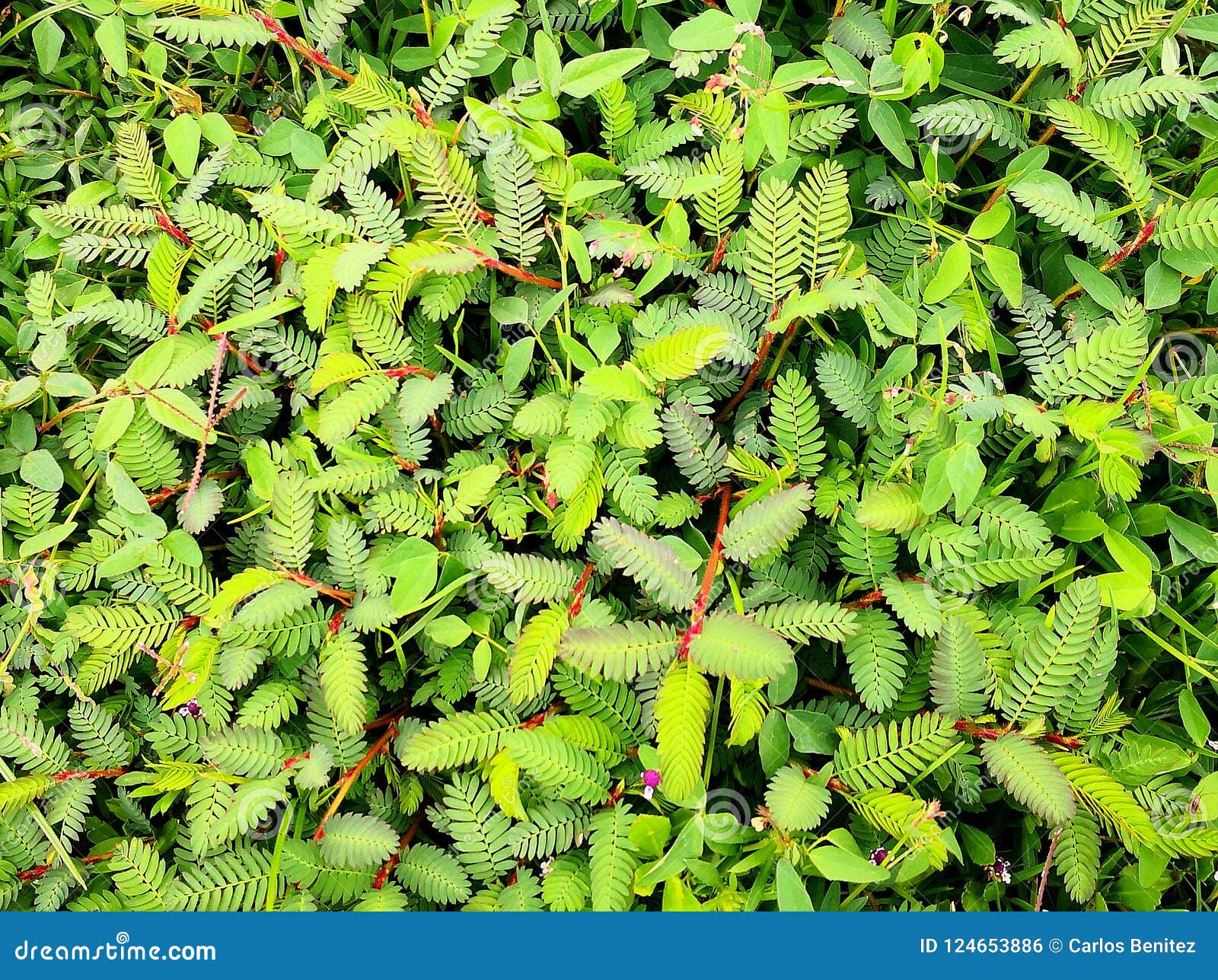 Zoom to the grass stock photo. Image of beautiful, plants - 124653886