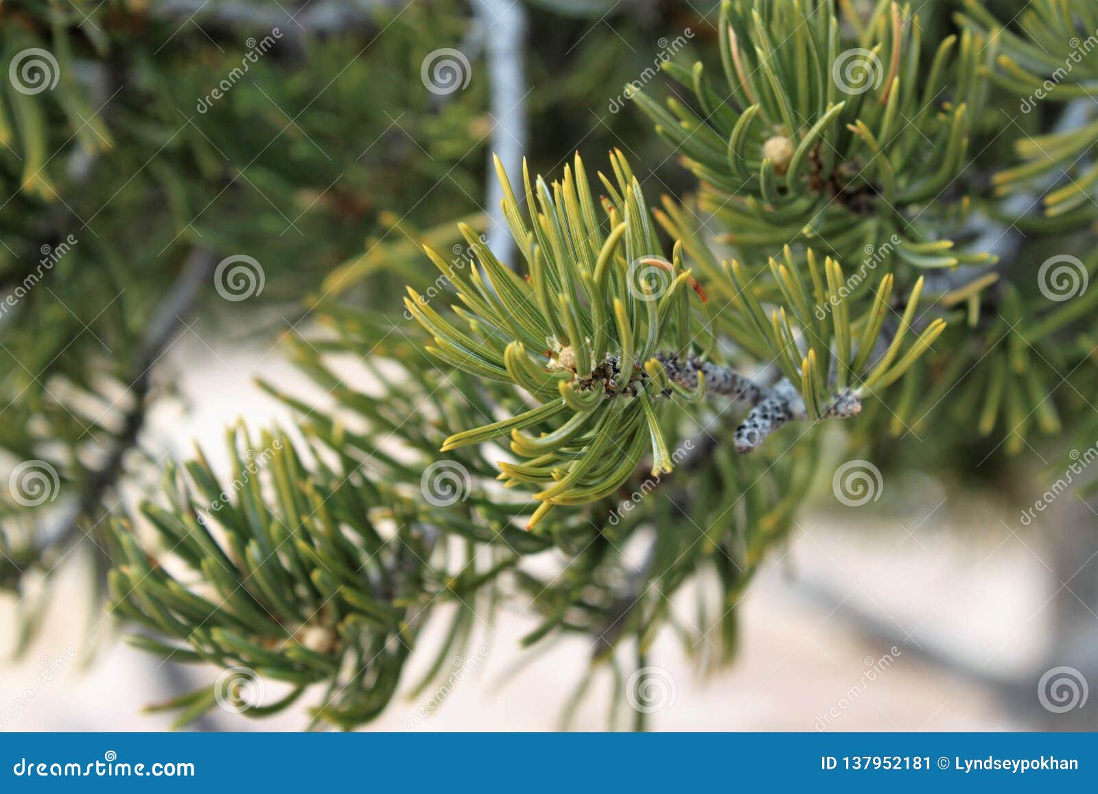Zoom of a tree/branch stock image. Image of green, focuses - 137952181
