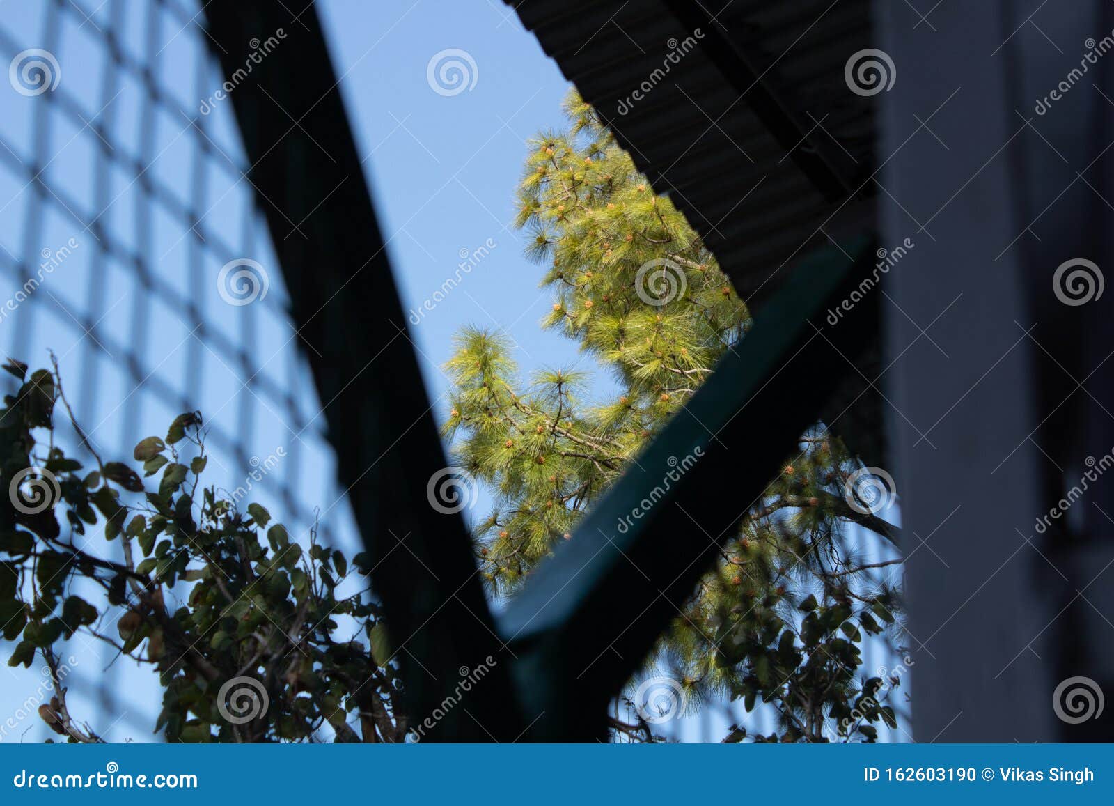 Zoom in View of a Pine Tree Branches and Leaves in the Background of ...