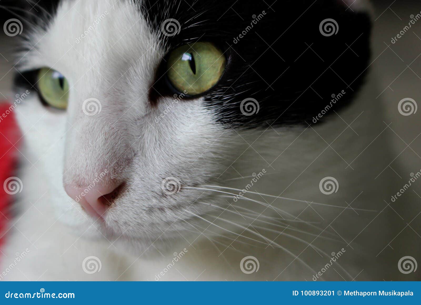Zoom White and Black Color Cat Face for Pets Stock Image - Image of ...