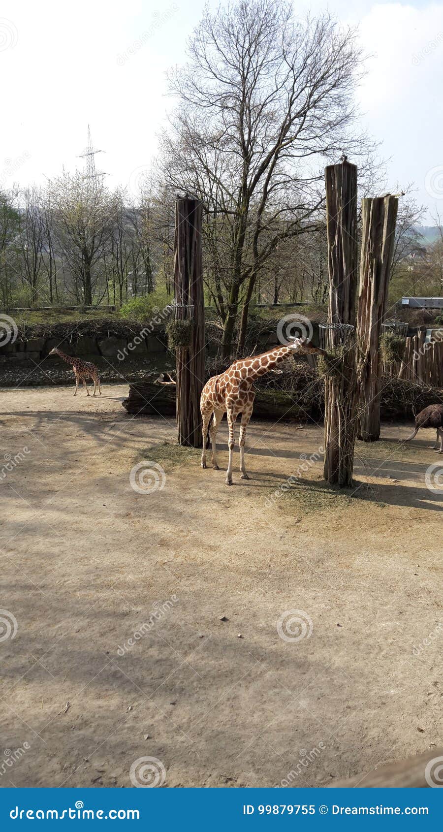 Zoomania Giraffe stock image. Image of giraffe, zoomania - 99879755