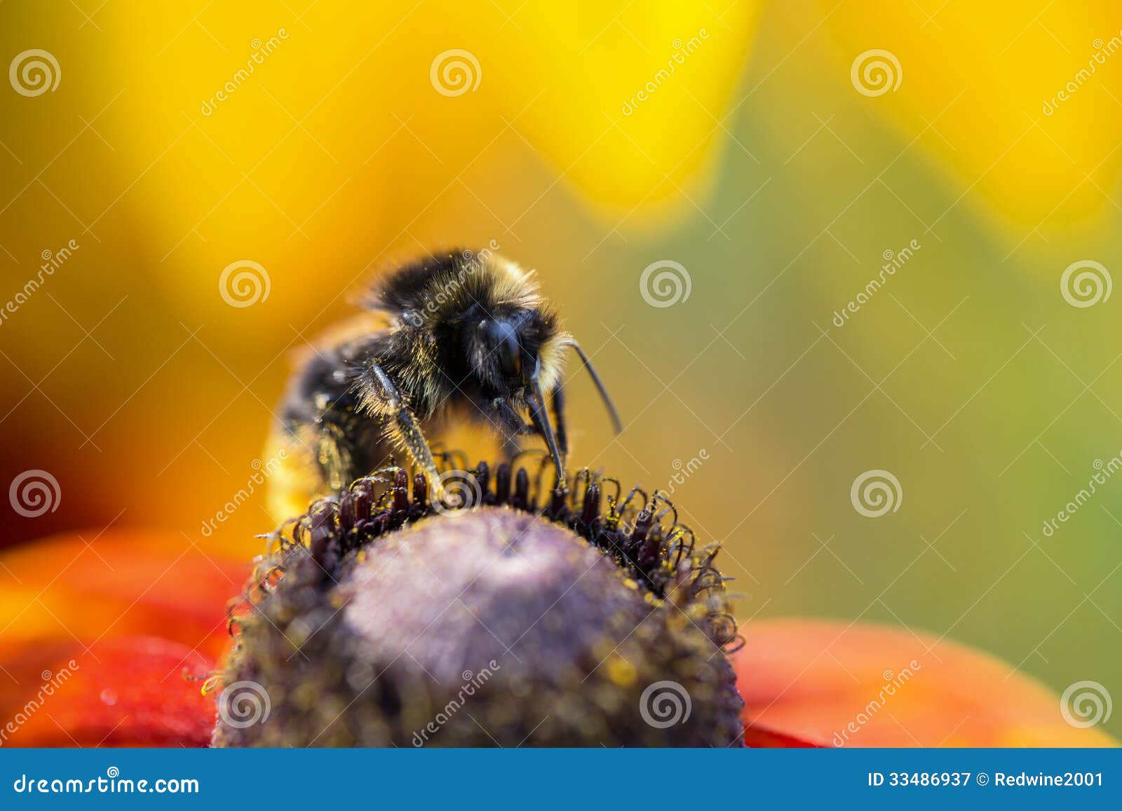 Zoomed Bumble Bee Collecting Pollen from Flower Stock Image - Image of ...