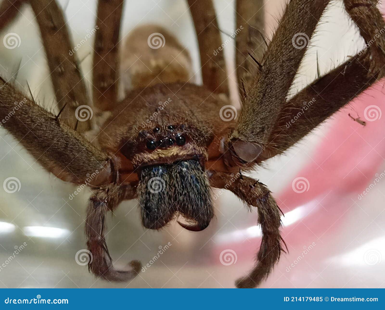 Zoomed Face of a Cute and Scary Spider Stock Image - Image of pest ...