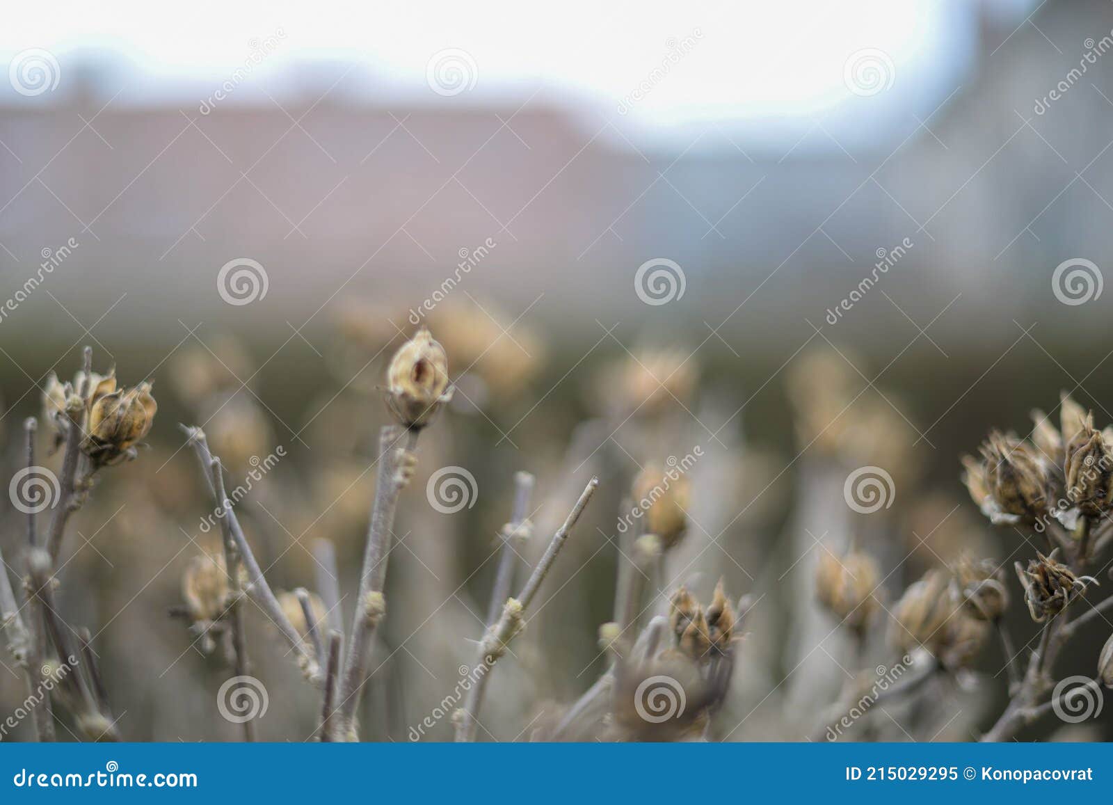 Zoomed garden bush stock image. Image of garden, activity - 215029295