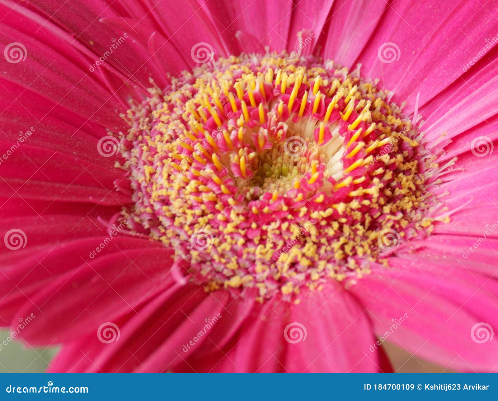 Zoomed Image of Jerbera Flower Stock Image - Image of plant, wildflower ...