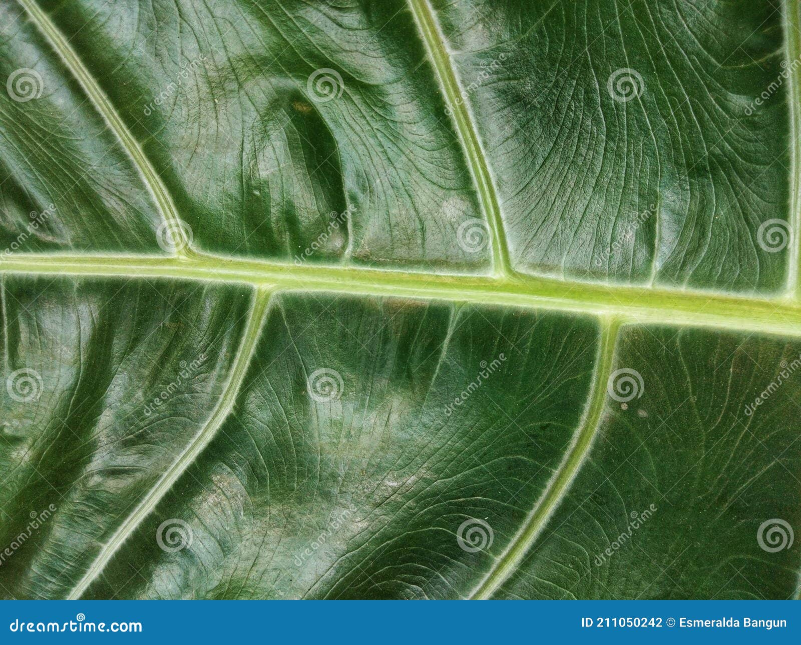 Zoomed Leaves. Look at the Pattern Stock Photo - Image of look, green ...
