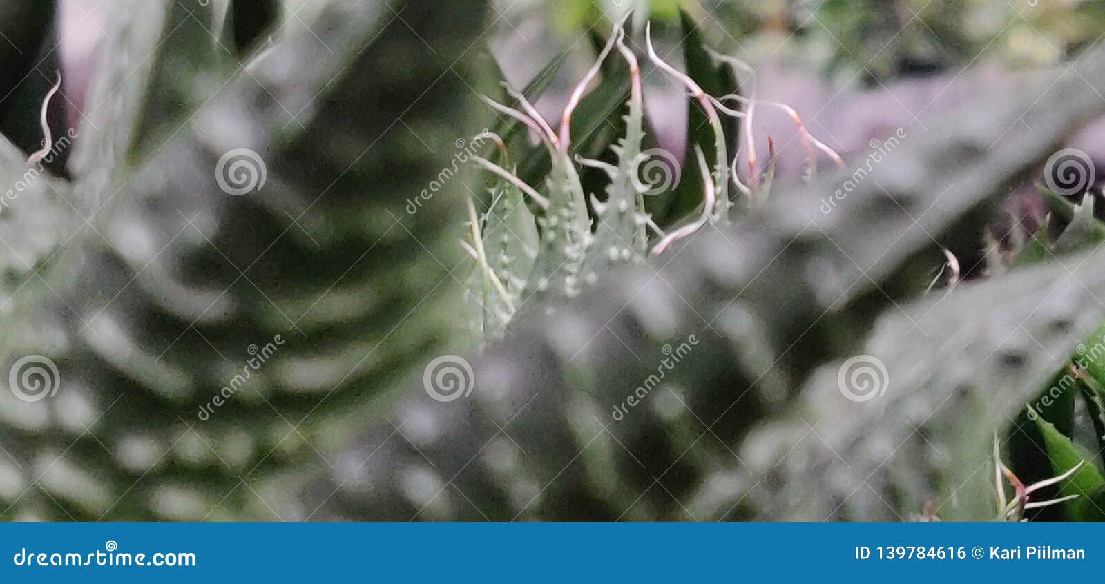 Cactus stock photo. Image of january, zoomed, cactus - 139784616