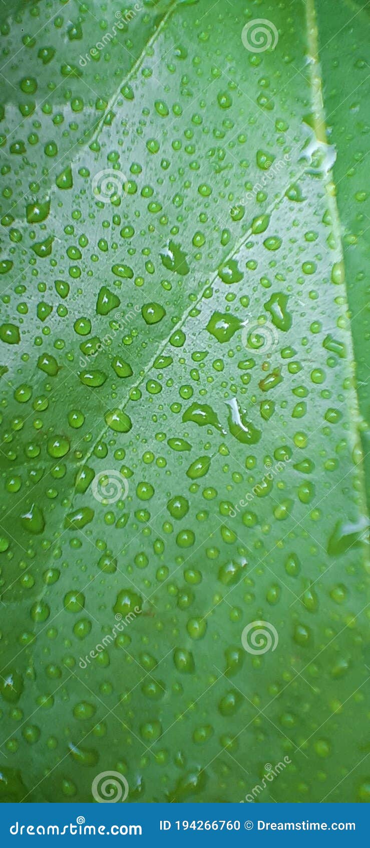 Zoomed in Picture of a Leaf Stock Photo - Image of plant, moisture ...