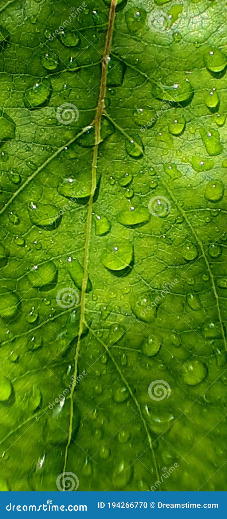 Zoomed in Picture of a Leaf Stock Photo - Image of moisture, lawn ...