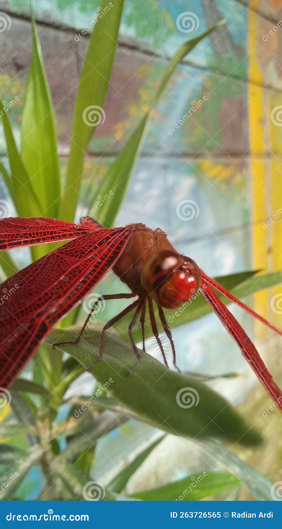 Zoomed Red Dragronfly & X28;Anisoptera& X29; Macro Cam Stock Image ...