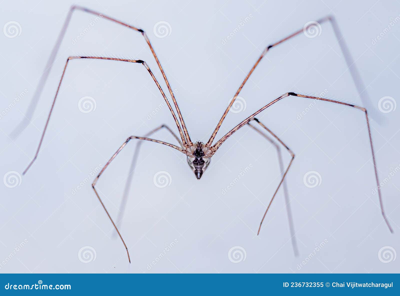 Zoomed Spider on a White Background,Brown Stock Image - Image of animal ...