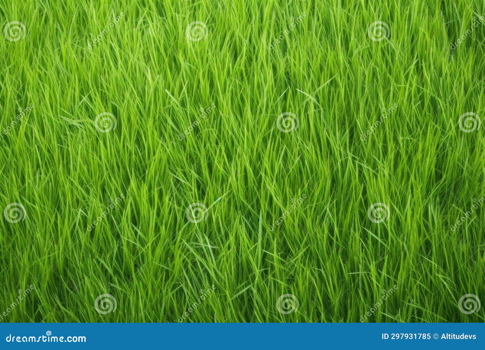 Zoomed-in View of Lean and Long Blades of Grass Stock Image - Image of ...
