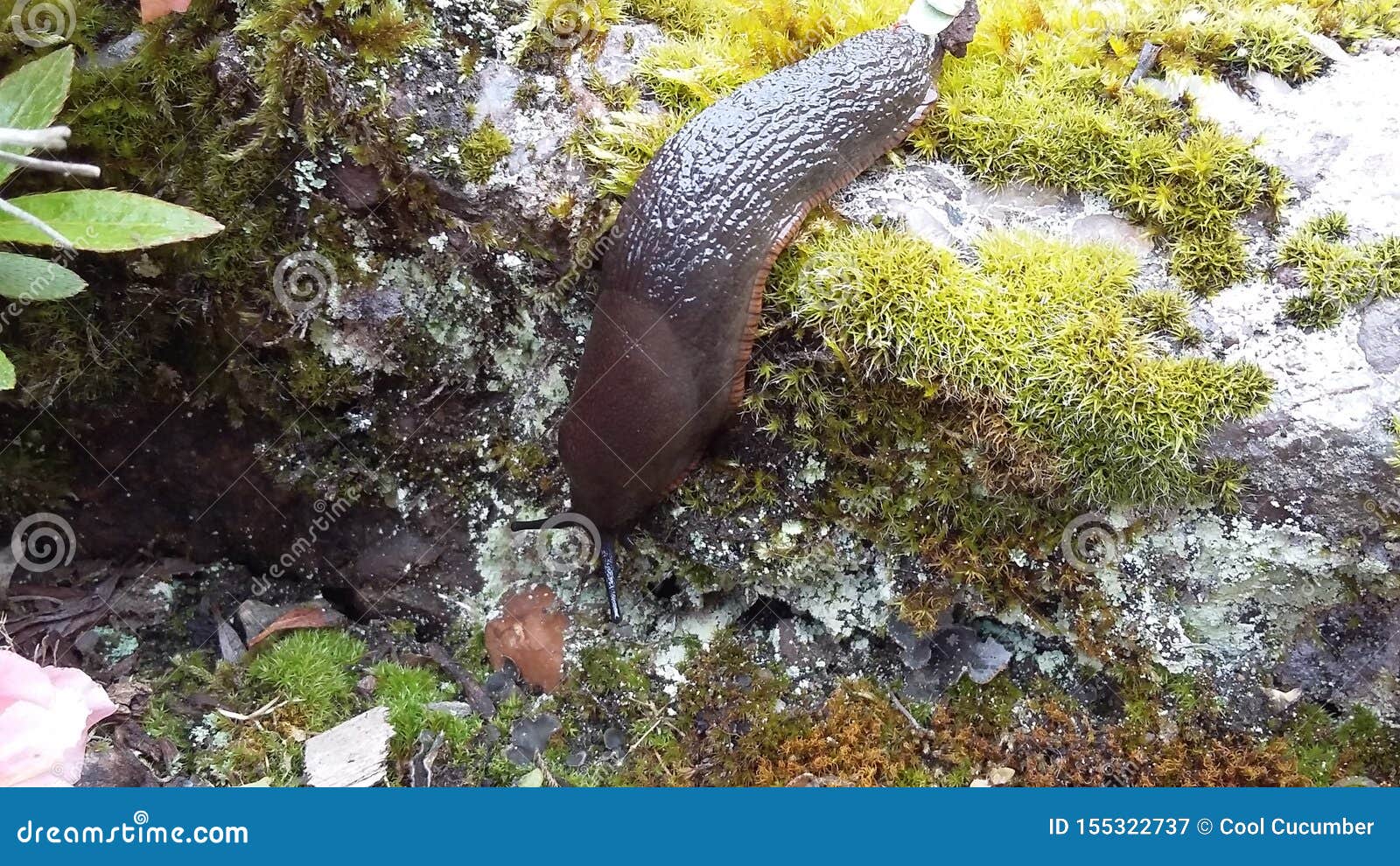 Zoomed-in view of a slug stock image. Image of bushes - 155322737