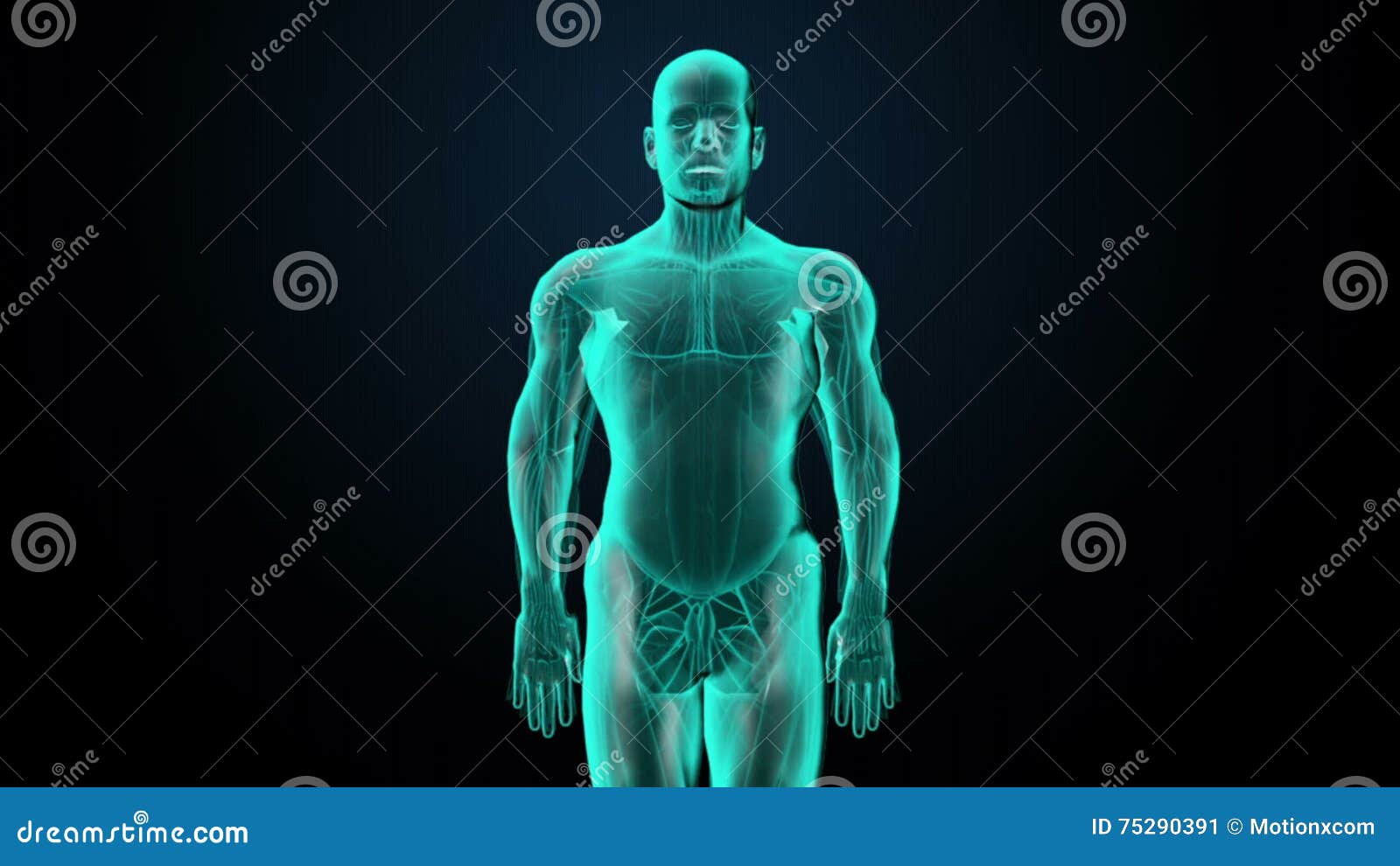 Zooming Front Body and Scanning Heart. Human Cardiovascular System ...