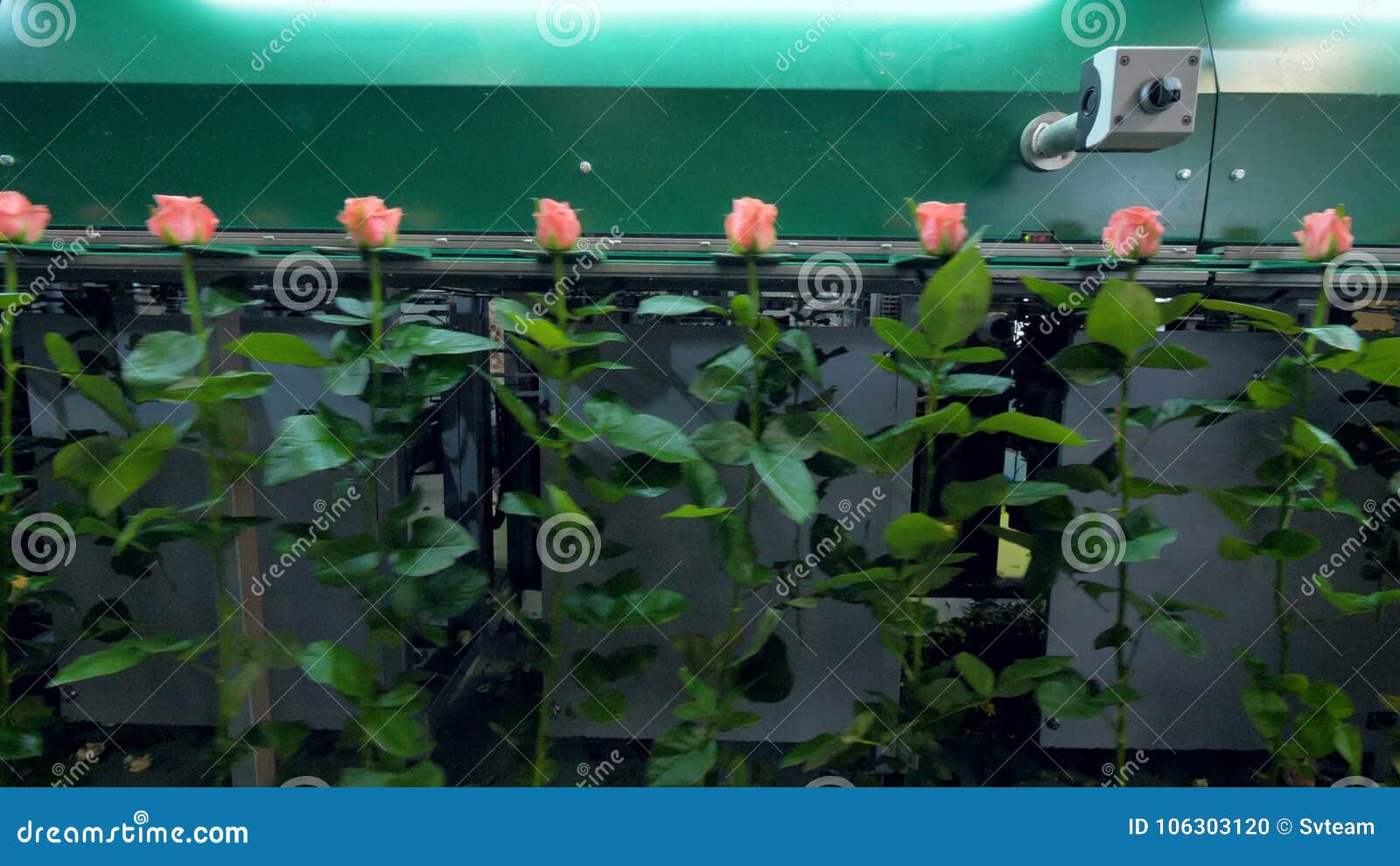 Roses Passing an Automatic Sorting Conveyor. Stock Footage - Video of ...