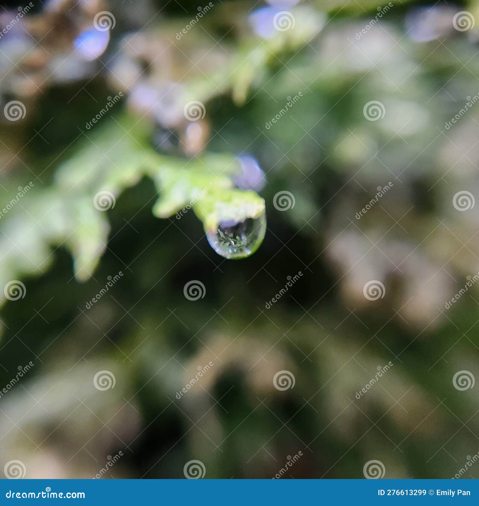 Zooming in on a Raindrop stock image. Image of insect - 276613299