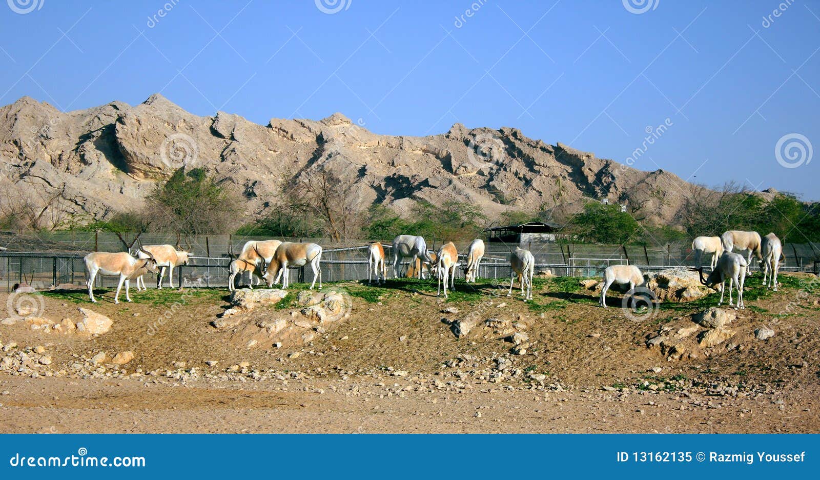 Zooo in Al Ain stock image. Image of animals, desert - 13162135