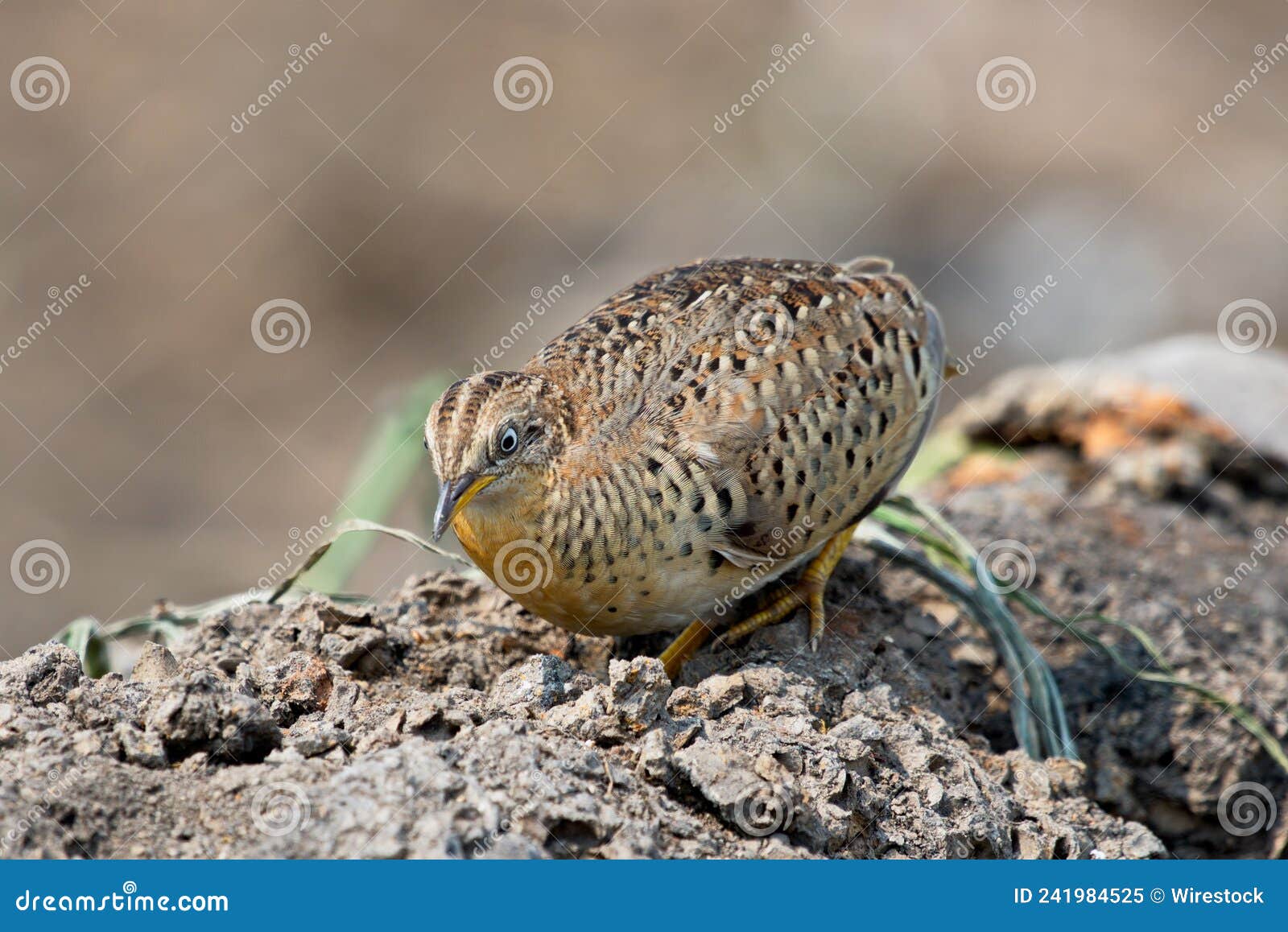 Zopenco imagen de archivo. Imagen de cubo, cantidad - 241984525