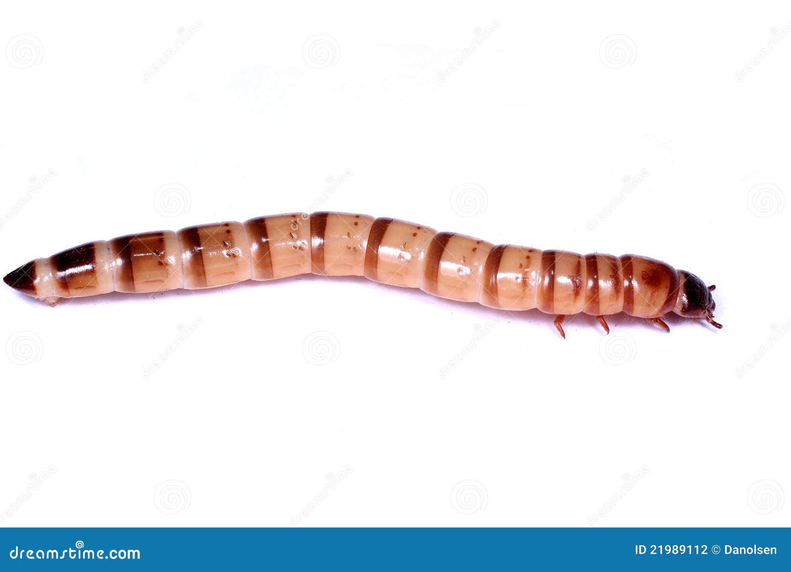 Zophobas Morio Worm Stock Photography - Image: 21989112