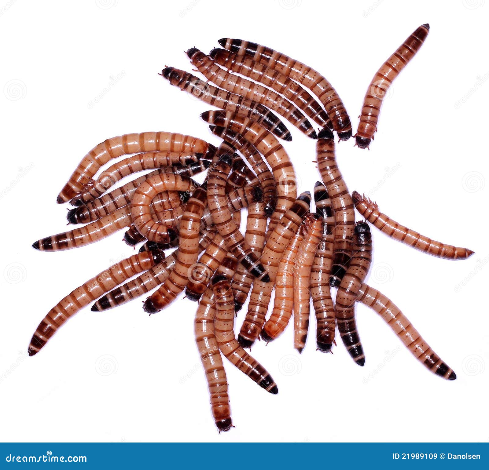Zophobas Morio Worms Royalty Free Stock Images - Image: 21989109
