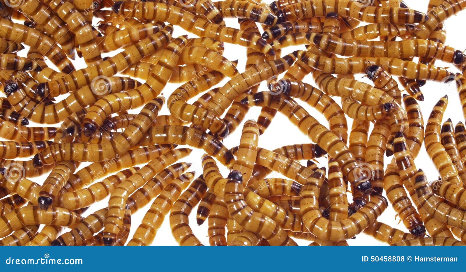 Zophobas Morio Wormy Background Stock Footage - Video of protein, fear ...