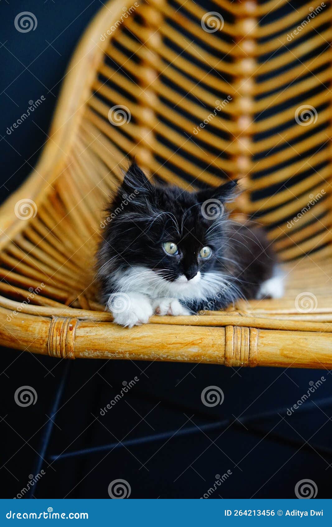 Zoro cat playing in home stock photo. Image of zoro - 264213456