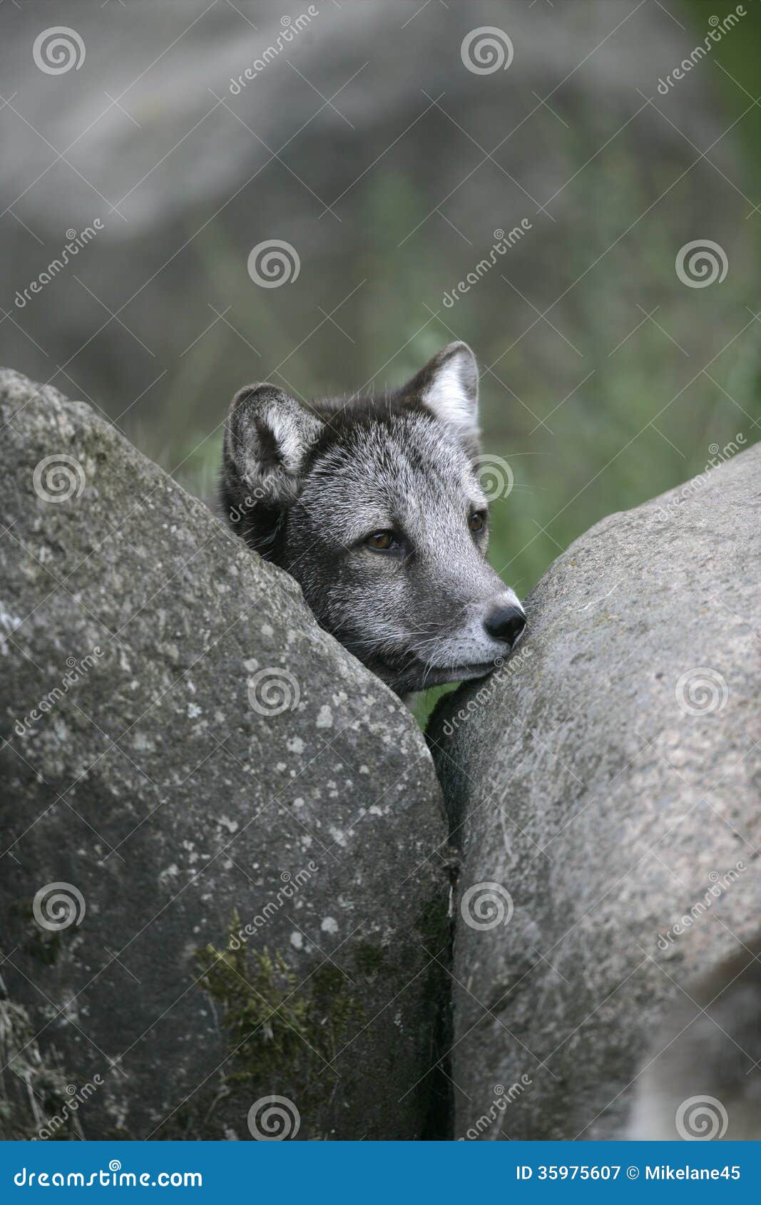 Zorro ártico, Lagopus Del Alopex Imagen de archivo - Imagen de europeo ...